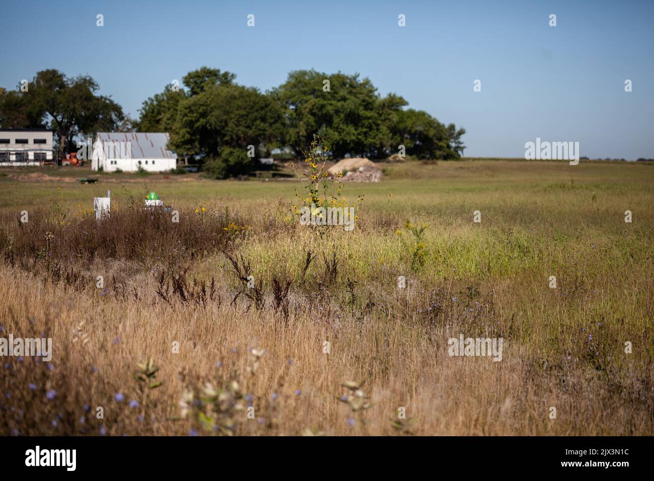 A ditch filled with dry plants in front of a barn and building in rural ...