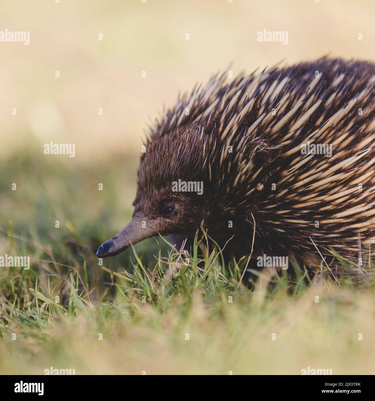 The short-beaked echidna (Tachyglossus aculeatus) on grass Stock Photo ...