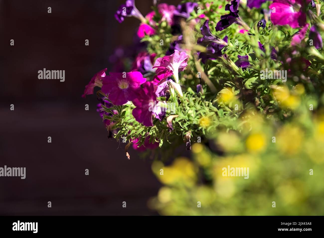 Purple bell flowers and yellow flowers in flowerpots under the sun seen ...