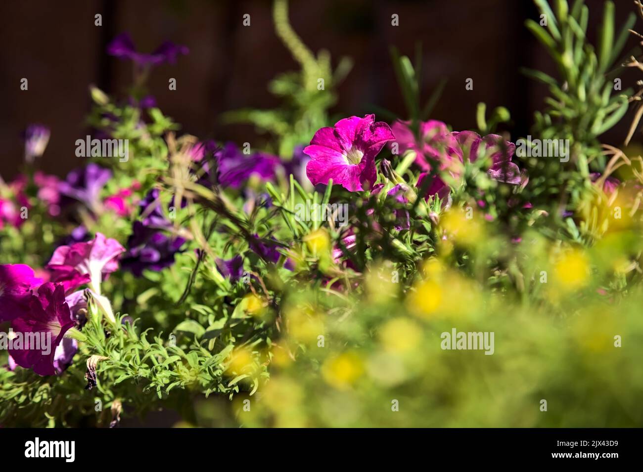 Purple daisy under sunlight hi-res stock photography and images - Alamy