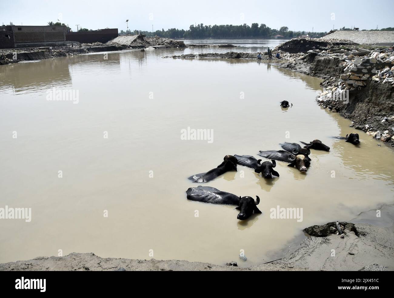 Nowshera. 6th Sep, 2022. Cattle are seen in flood water after heavy ...