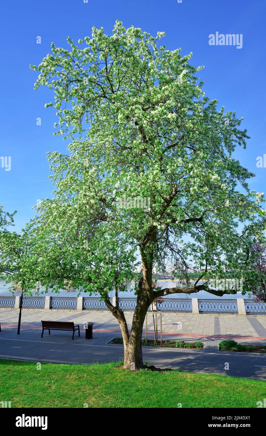 The embankment of the big city. Blooming apple trees on the ...