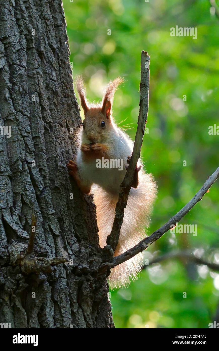 Squirrels in the spring park. A forest animal on the branches of a tree ...