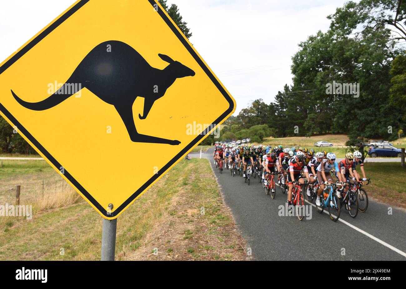 The peloton rides through the Adelaide Hills during stage two of the ...