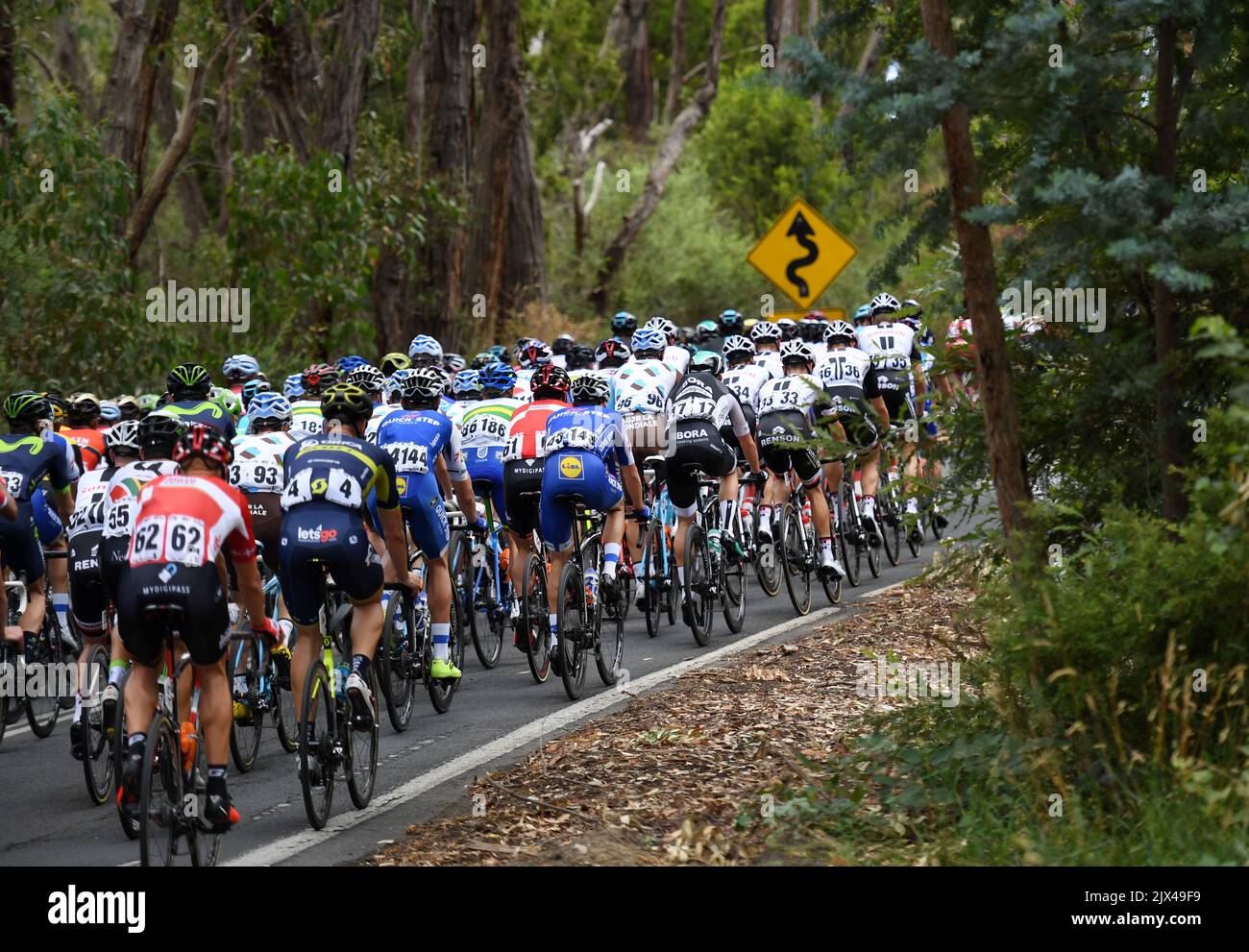 The peloton rides through the Adelaide Hills during stage two of the ...