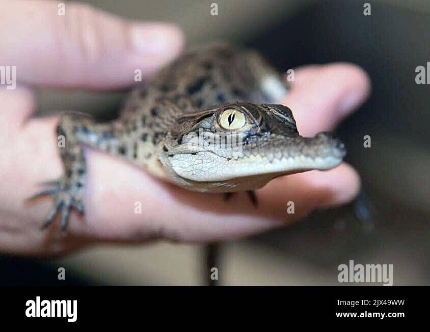 One of the first baby saltwater crocodiles born in the Northern ...