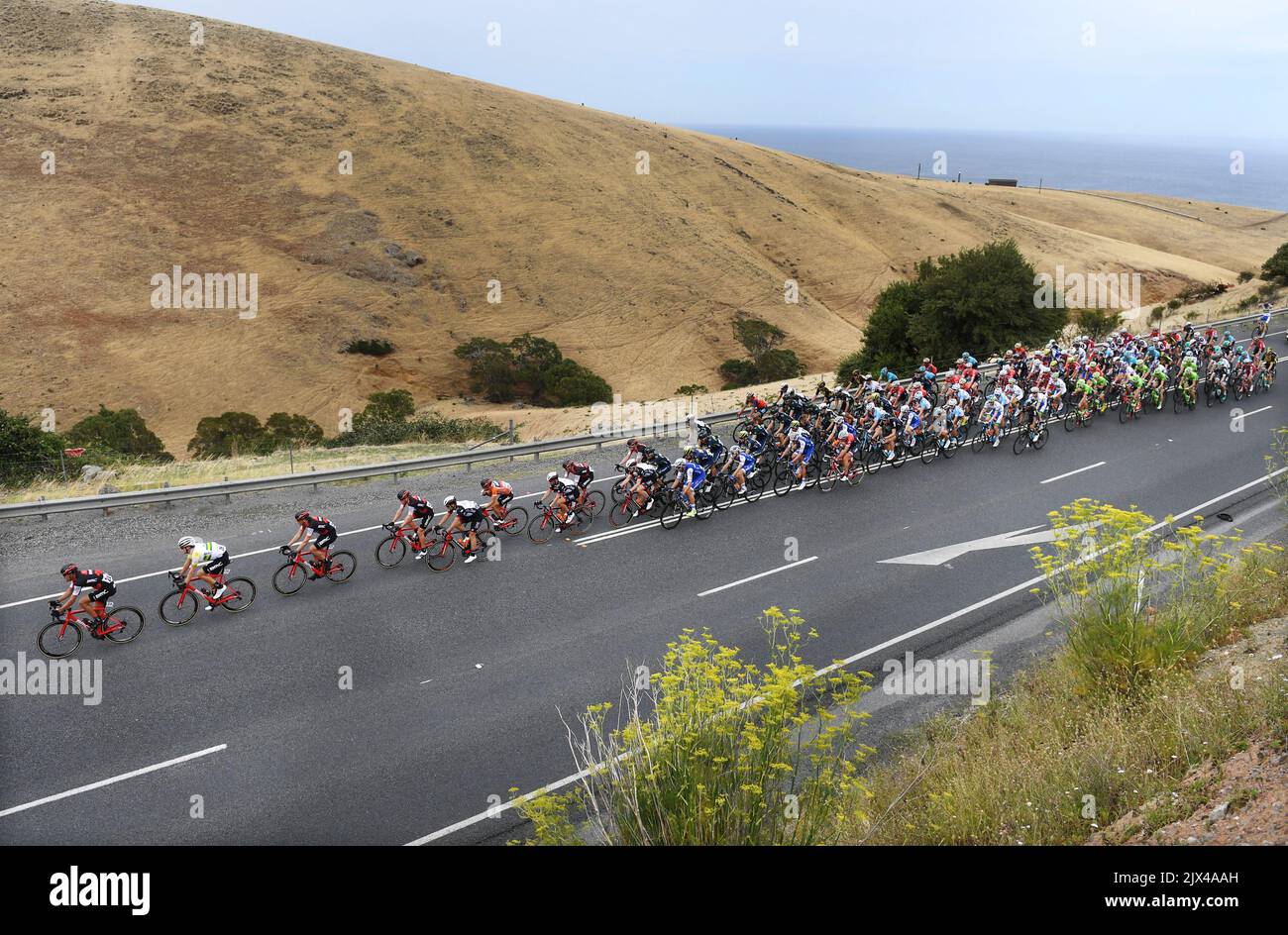 The peloton climbs up Sellicks Hill during stage three of the Tour Down ...