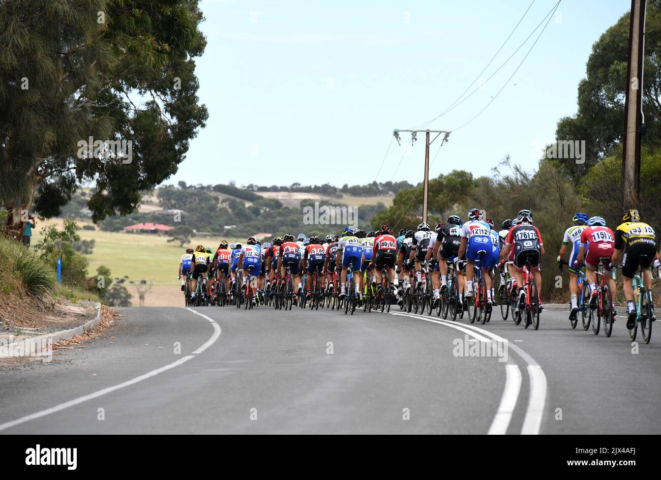 The peloton rolls through the countryside near Victor Harbor during ...