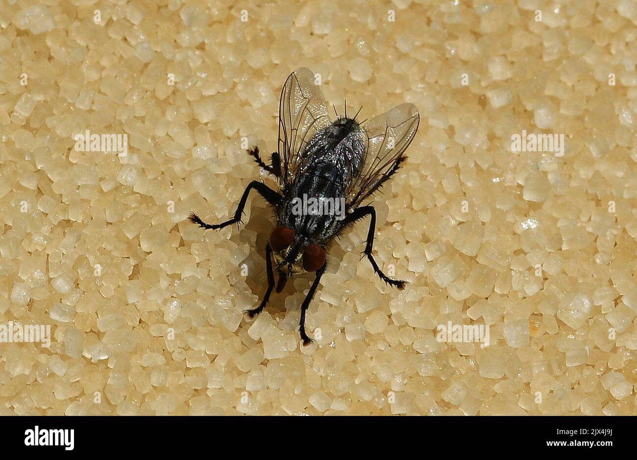 A generic image of a fly sitting on sugar crystals in Brisbane, Monday ...