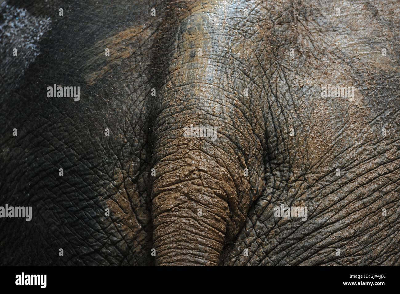 Asian Elephant bull Bong Su enjoys a wash and a rub by elephant keeper ...