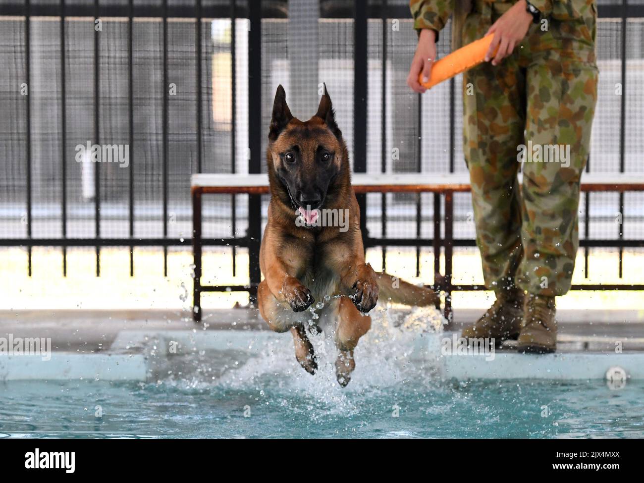 Military working dog Sev leaps into a pool to cool down after a ...