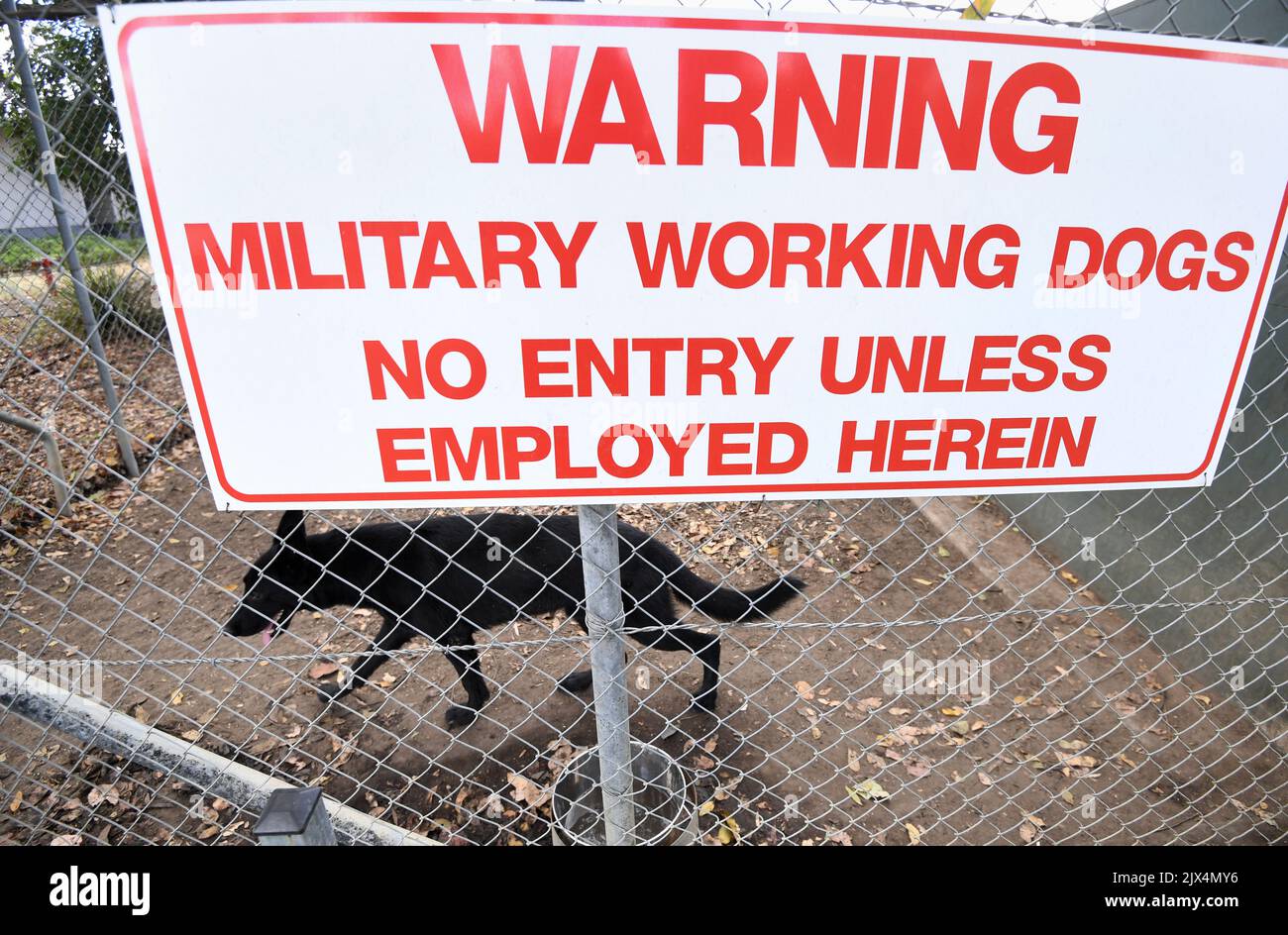 A military working dog, still in training, is in at the Amberley ...