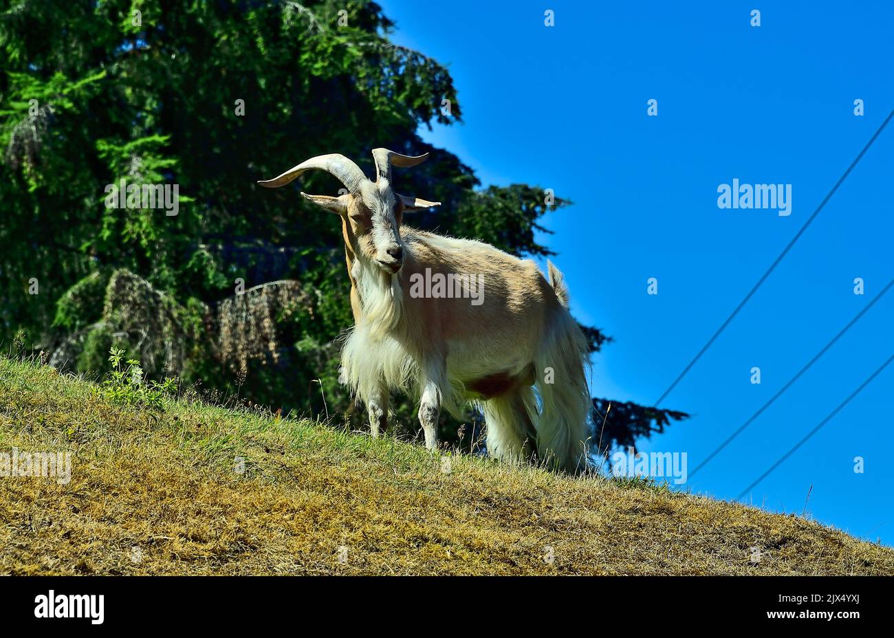 Goats on the roof of the coombs general store hi-res stock photography ...