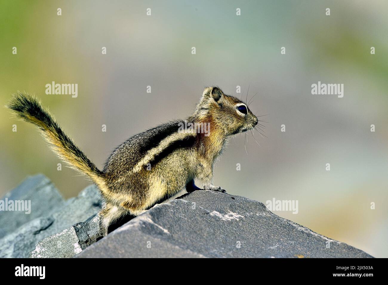 A rear view of a Golden-mantled ground squirrel " Callospermophilus ...