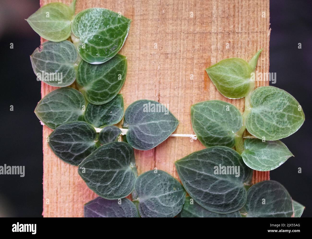 Shingle plant rhaphidophora cryptantha hi-res stock photography and ...