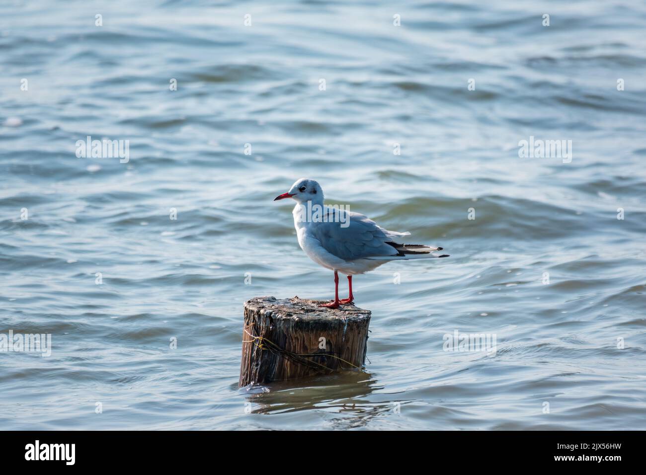 One seagull sits on a old sea pier. The European herring gull, Larus ...
