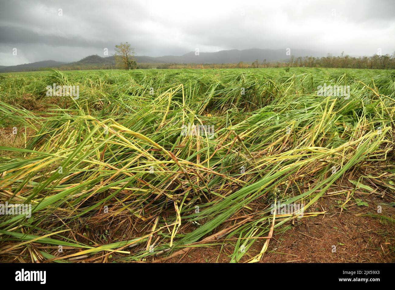 Cyclone damaged sugar cane crops are seen between Proserpine and Airlie ...
