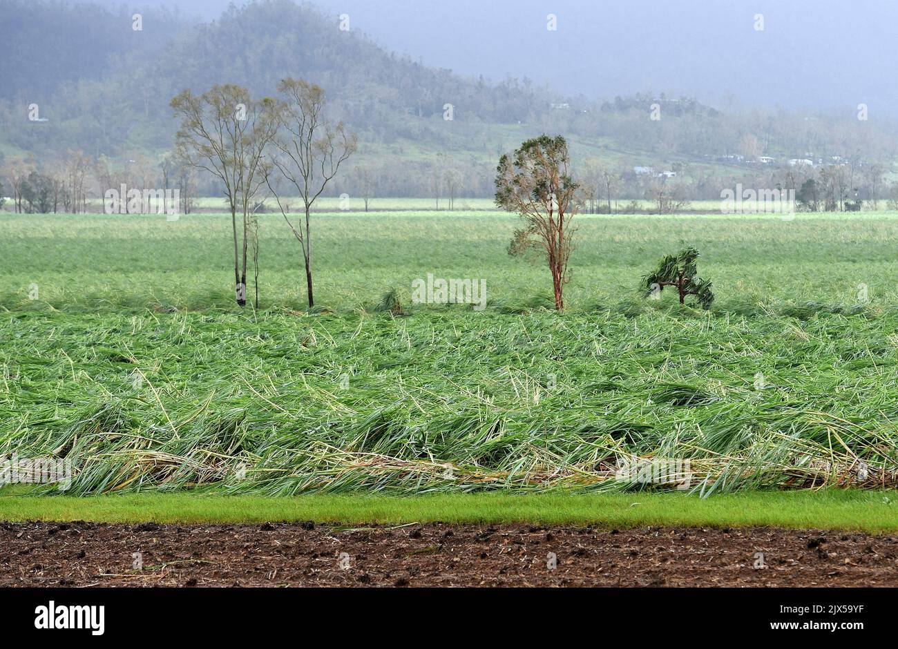 Cyclone-damaged sugar cane crops are seen between Proserpine and Airlie ...