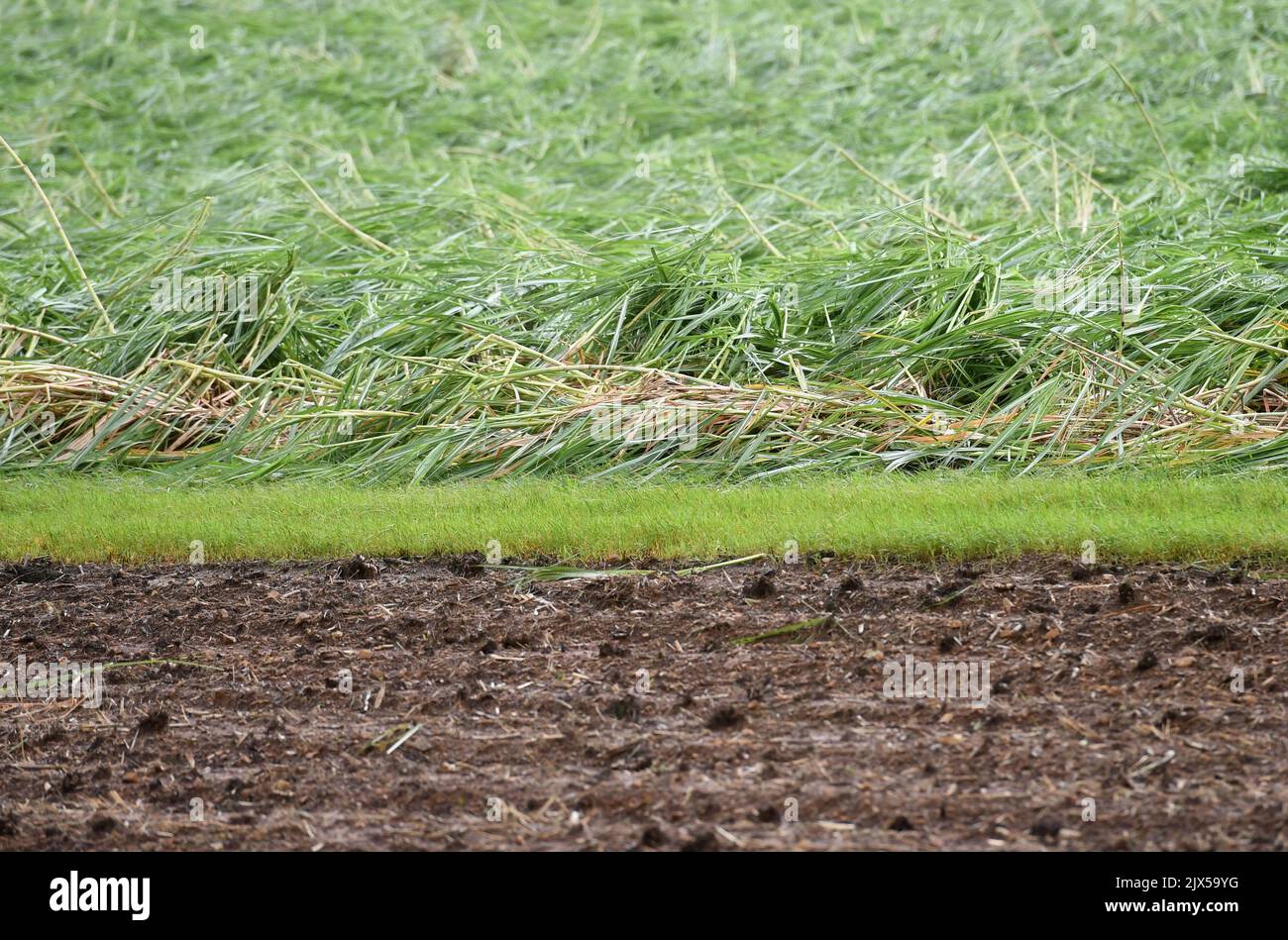 Cyclone-damaged sugar cane crops are seen between Proserpine and Airlie ...