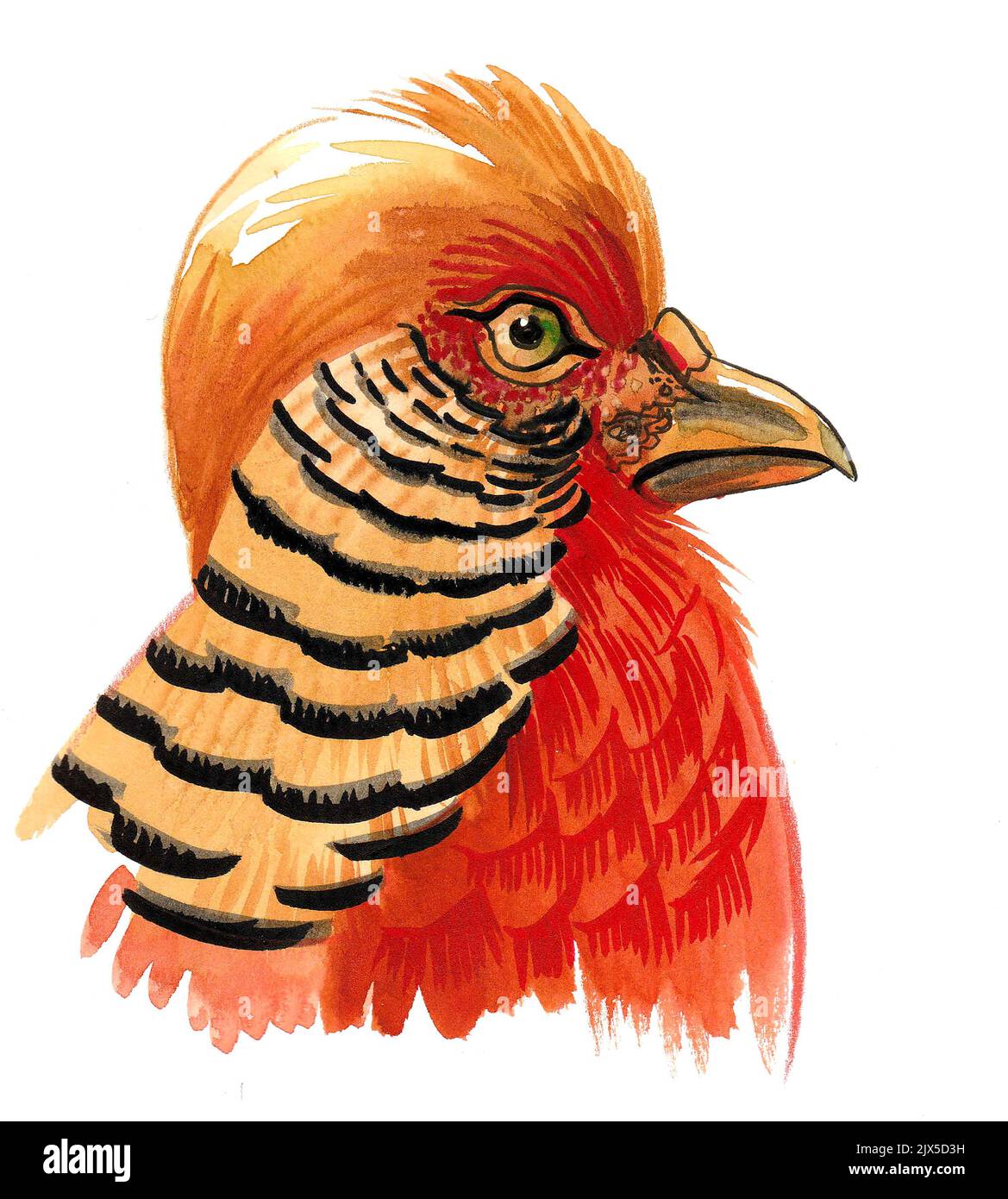 Birds head drawing hi-res stock photography and images - Alamy