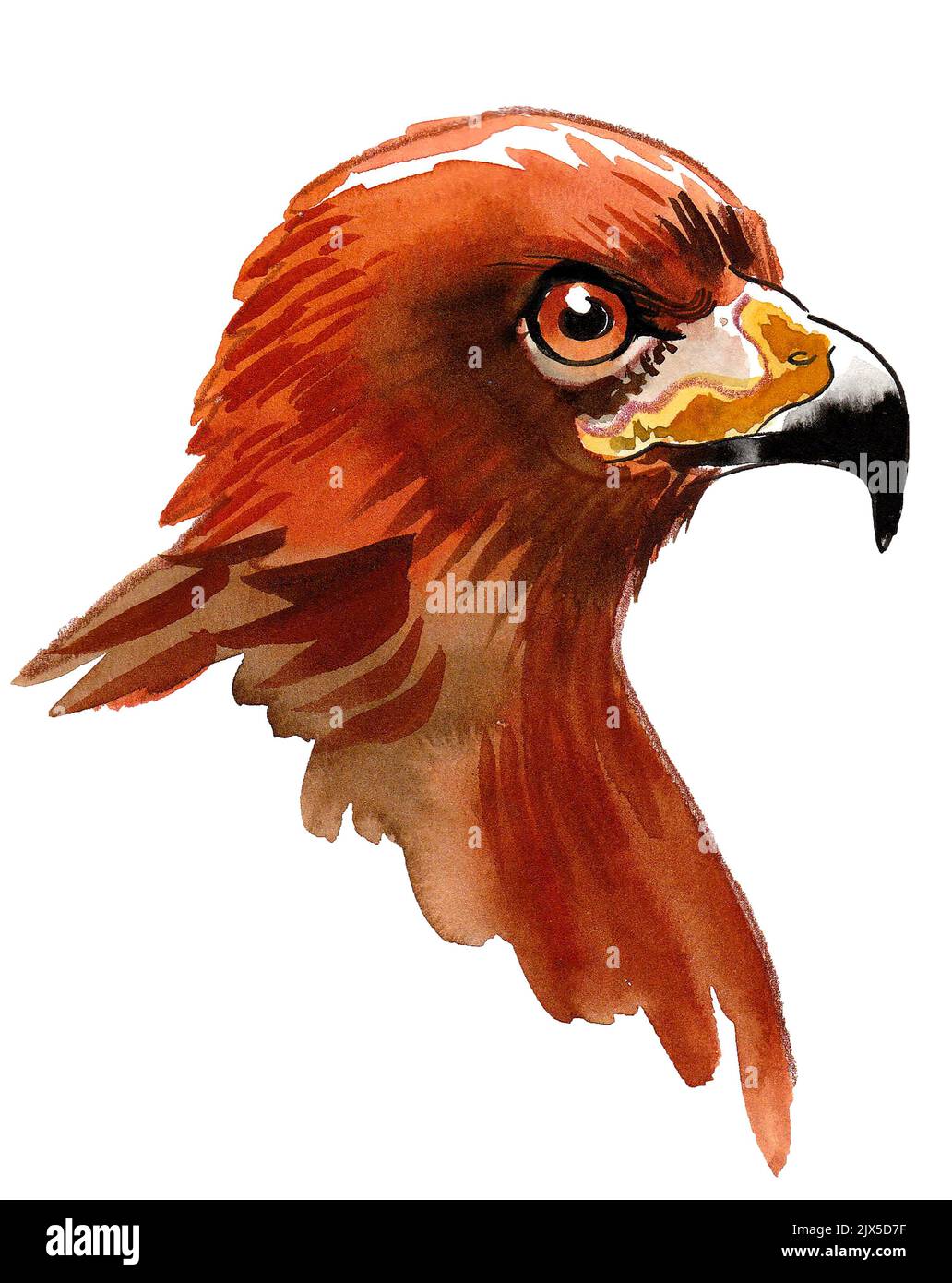 How To Draw A Falcon Head