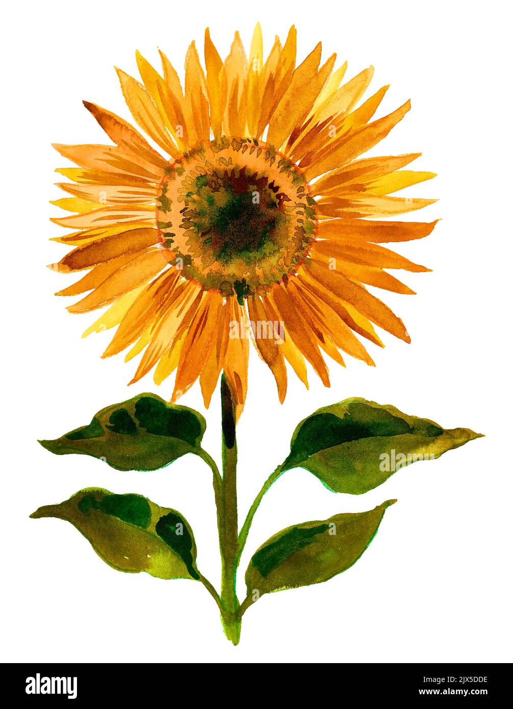 Blossoming sunflower. Ink and watercolor drawing Stock Photo - Alamy