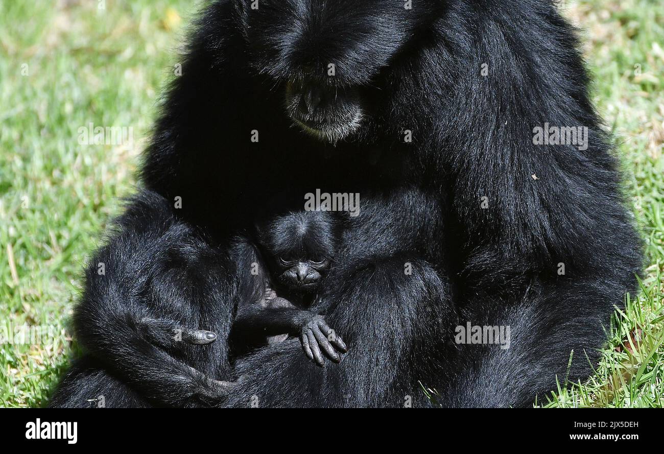 Siamang Gibbon "Tunku" is seen with her five week old baby at the ...