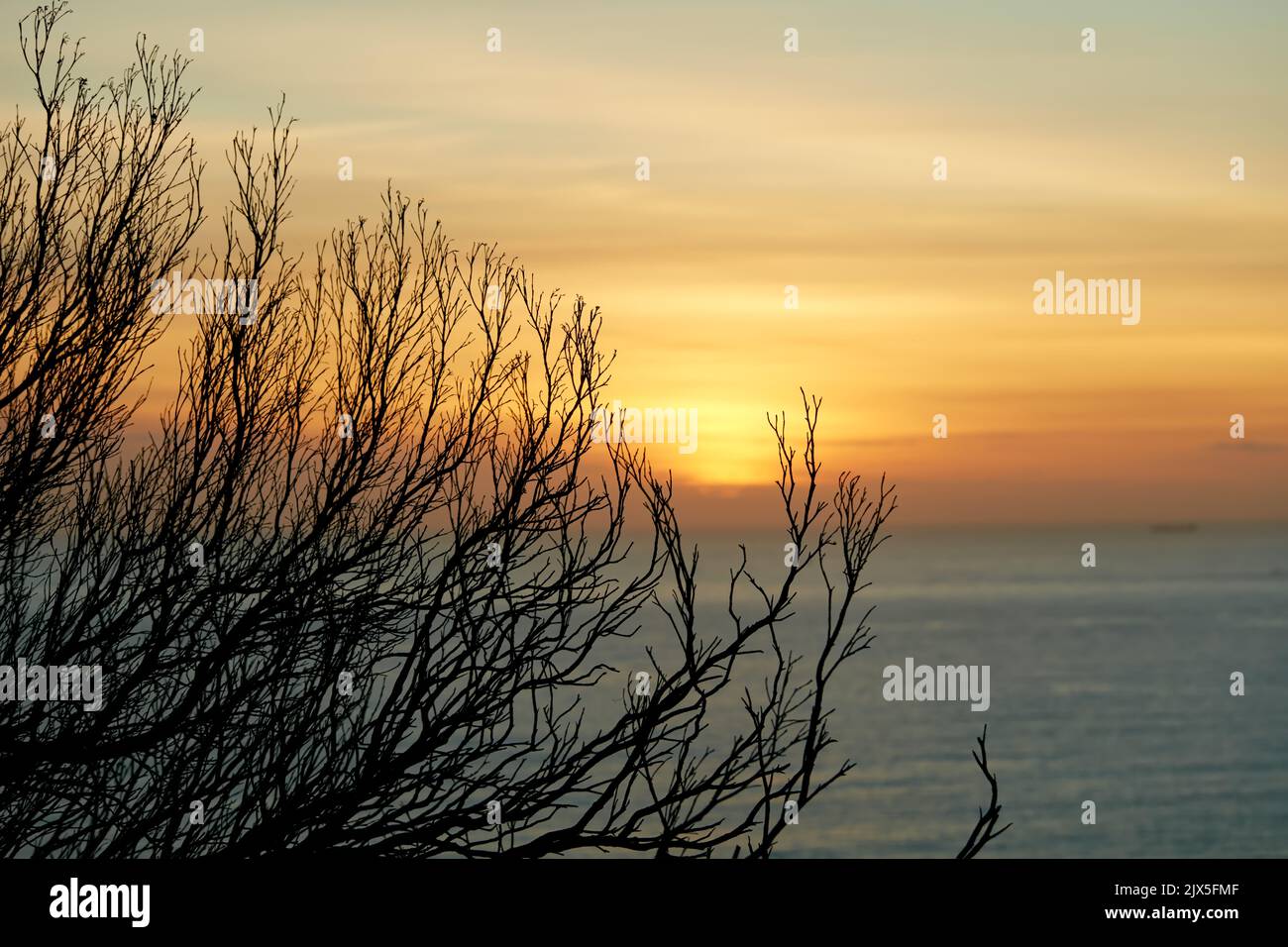 Autumn by the sea - tree in front. Autumn tree by the sea - sunset and ...