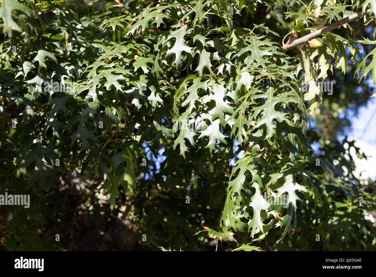 Quercus ellipsoidalis majestic skies 'Bailskies' Northern Pin Oak tree ...