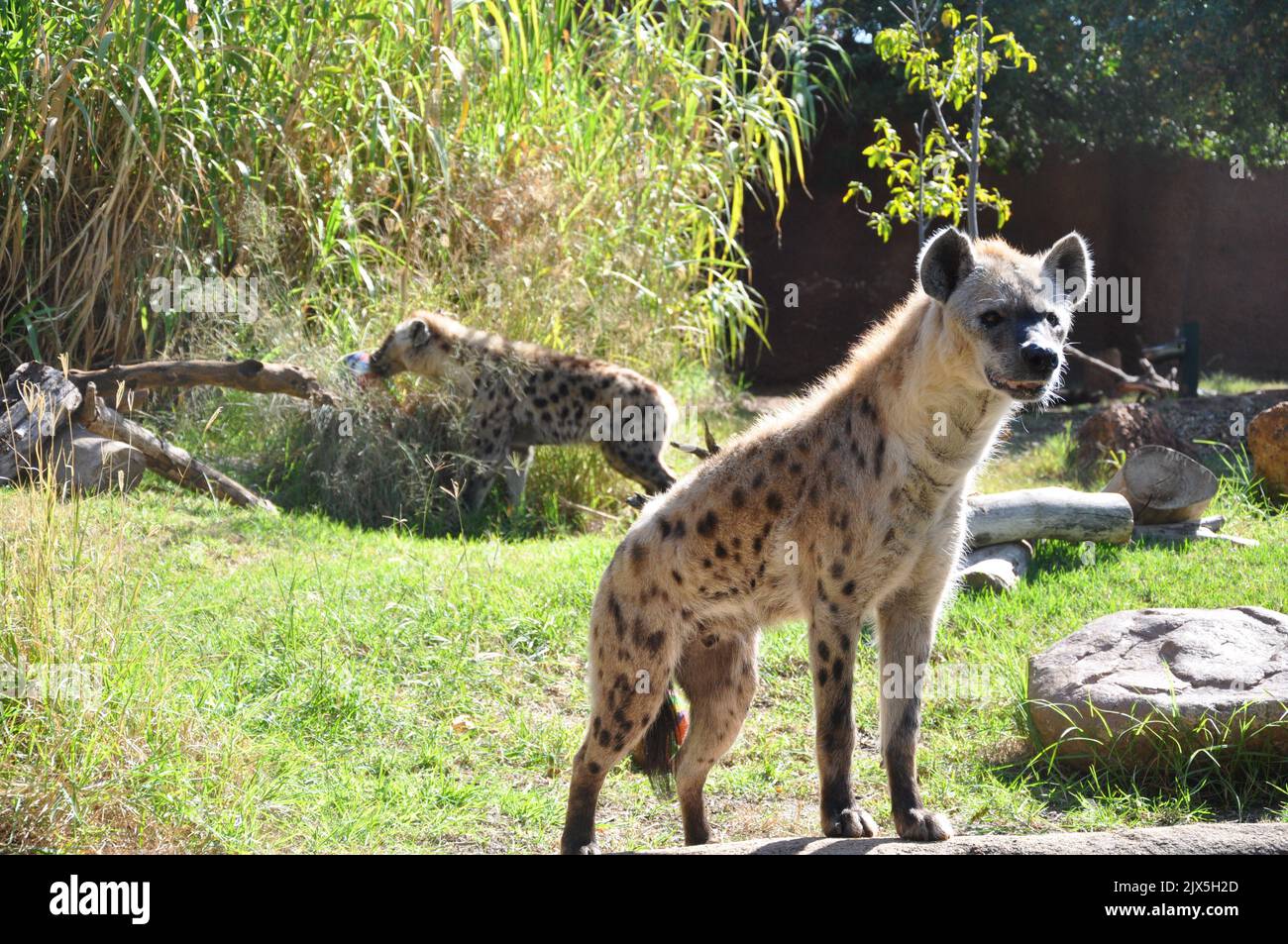 Hyenas enjoying an Easter themed hunt at Perth Zoo, Thursday, April 13 ...