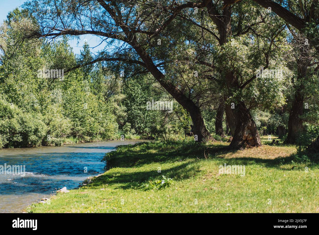 River flowing in a dense flowering forest Stock Photo - Alamy