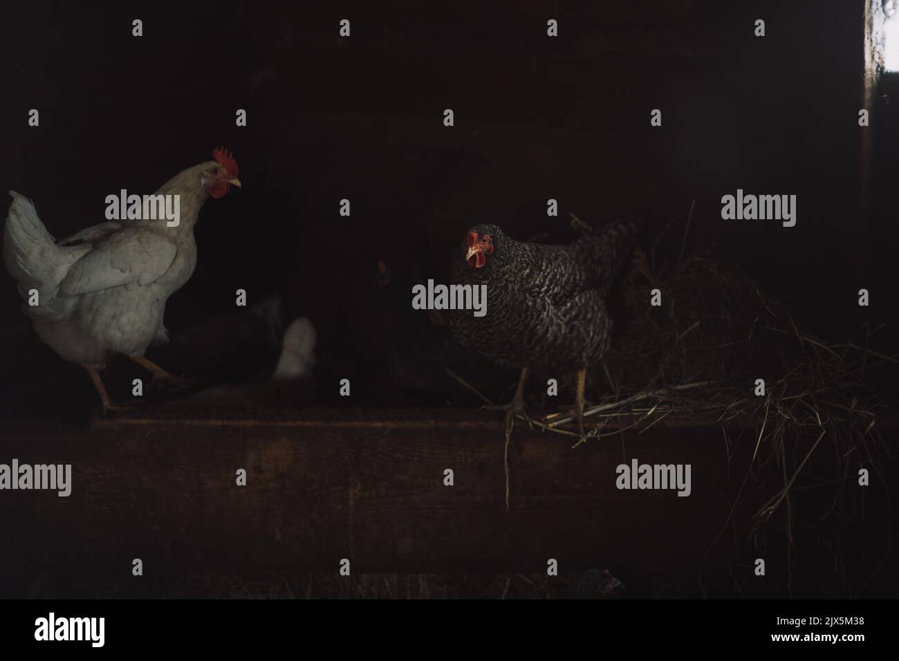 White and black chickens living in a chicken coop Stock Photo - Alamy