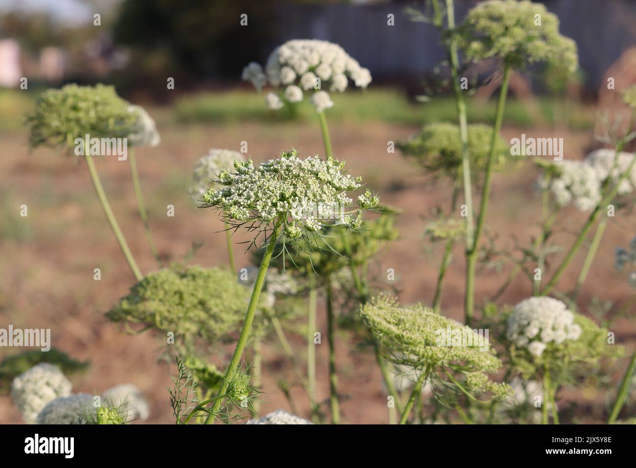 Carrot plant in field hi-res stock photography and images - Alamy