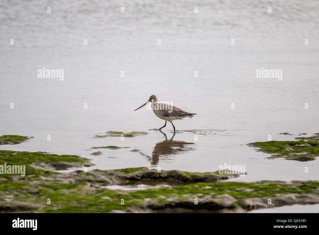 A single Bar-tailed Godwit walks through the mudflats on it's feeding ...