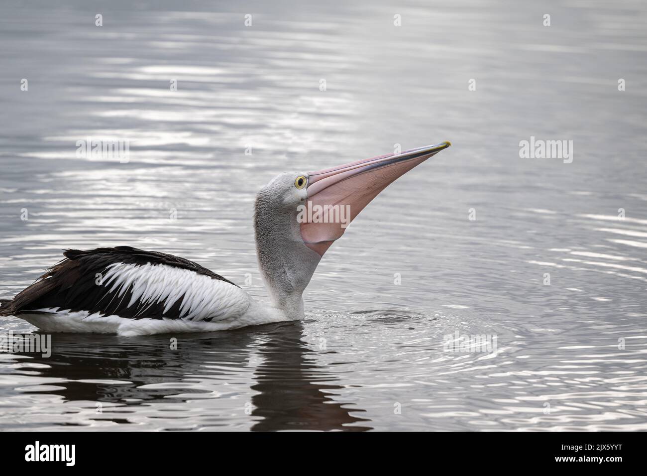 An Australian Pelican drinks a little water before starting to fish in ...