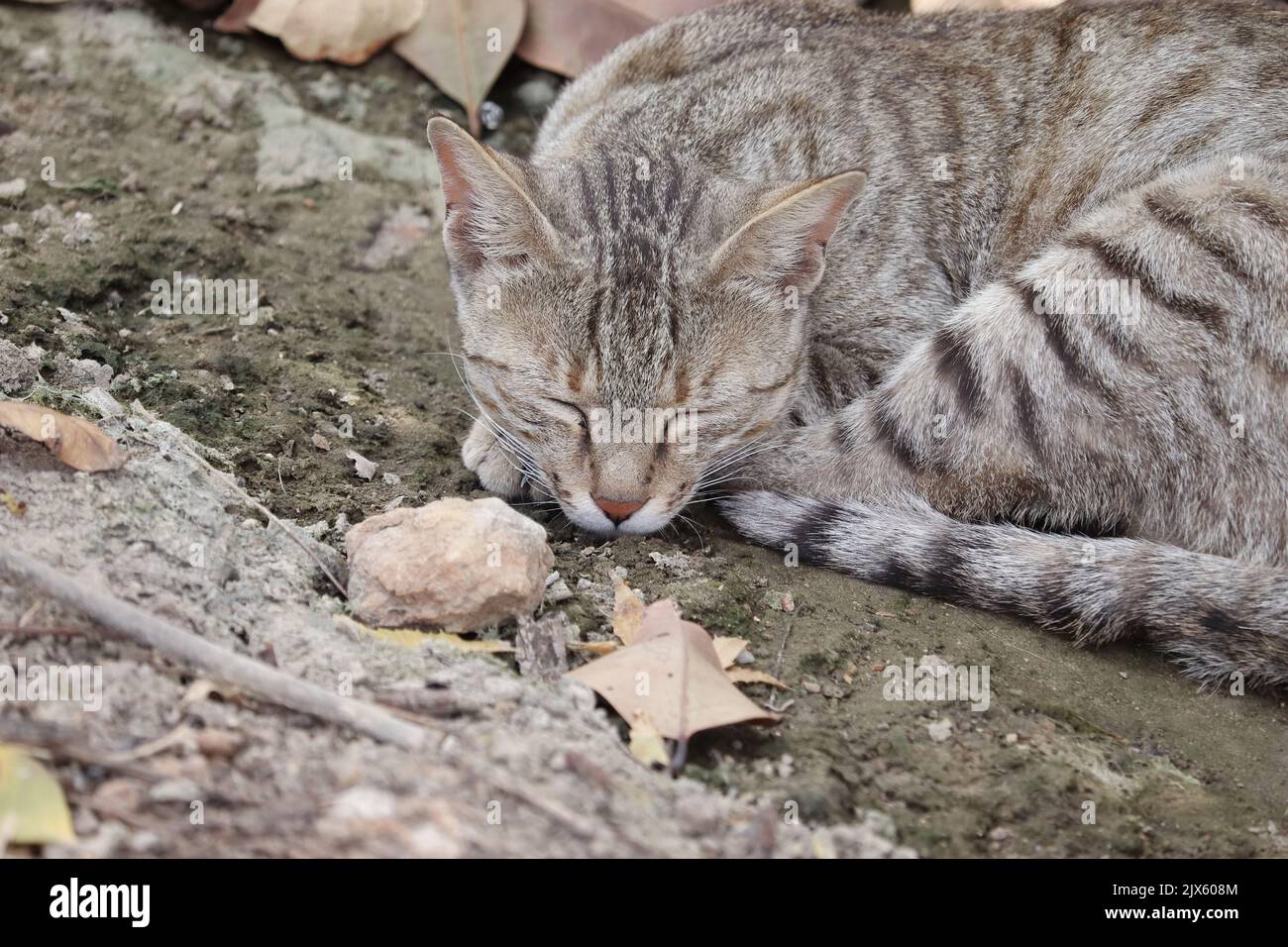 Close-up photo of A pet cat closing eyes lying on the ground and ...