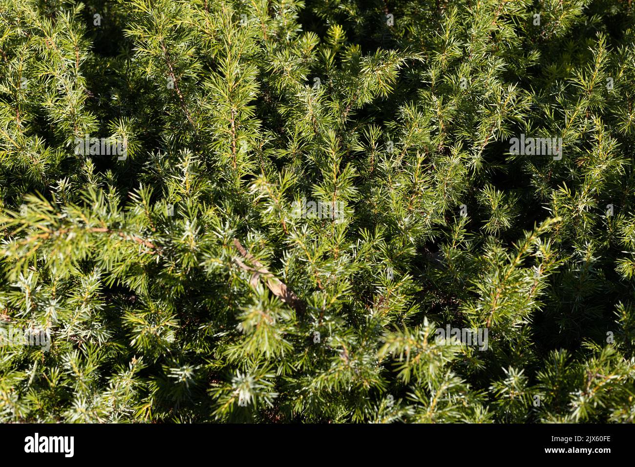 Juniperus communis var. depressa 'Reedak Copper Delight' common juniper ...