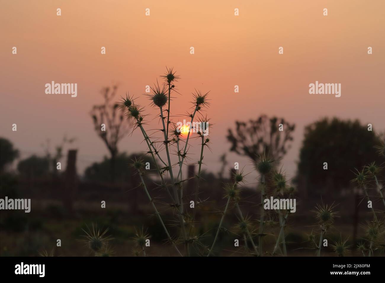 Close-up photo of blur sunset background behind the wild thorny plant ...