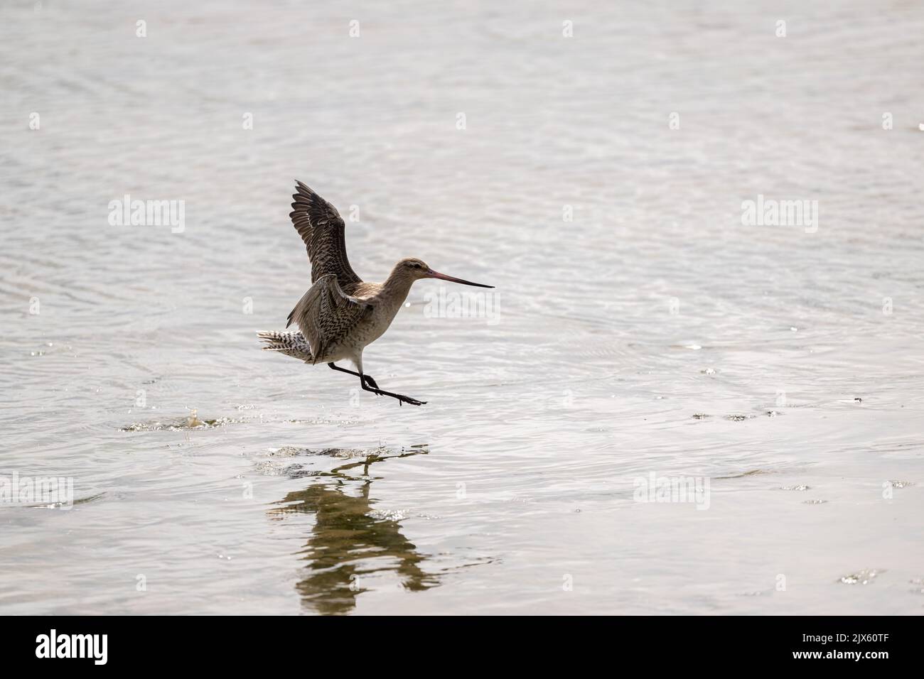 A single Bar-tailed Godwit elegantly glides in to land on it's feeding ...