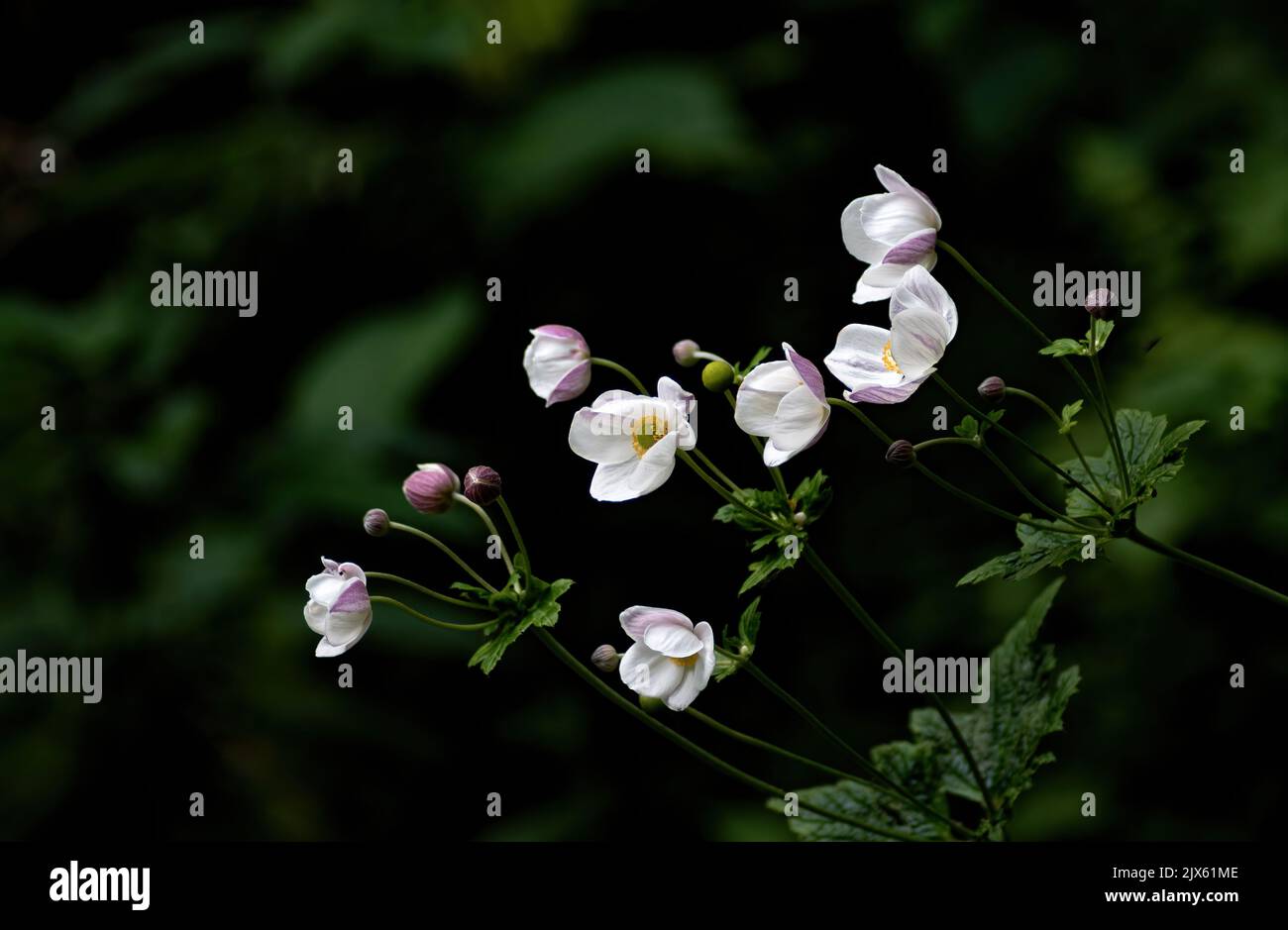 Puple flowering hi-res stock photography and images - Alamy
