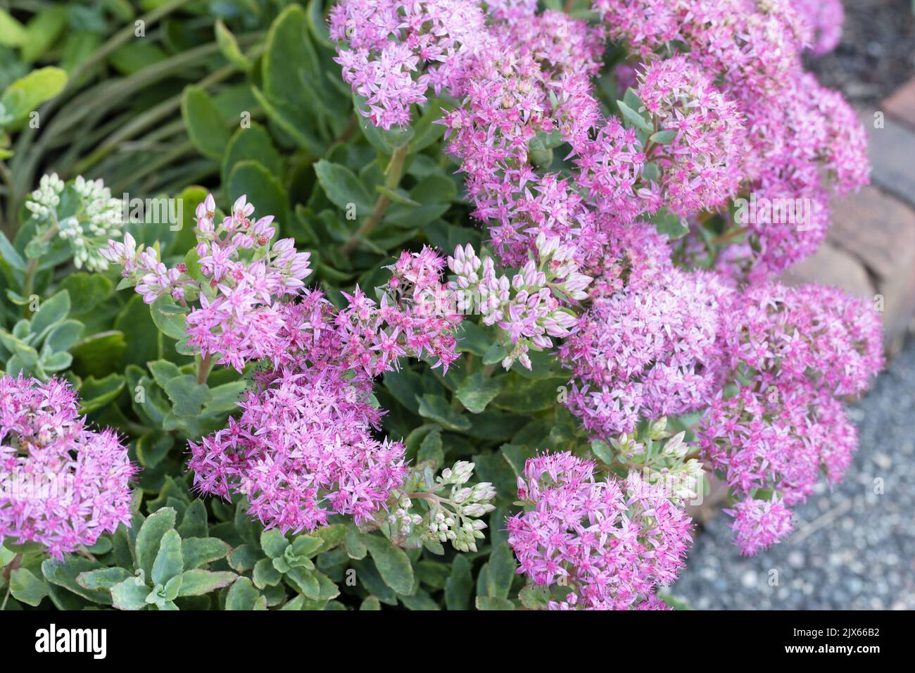 Stonecrop carl hi-res stock photography and images - Alamy