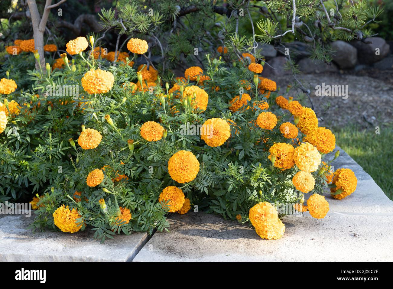 Tagetes erecta 'Marvel II Orange" marigold flowers Stock Photo - Alamy