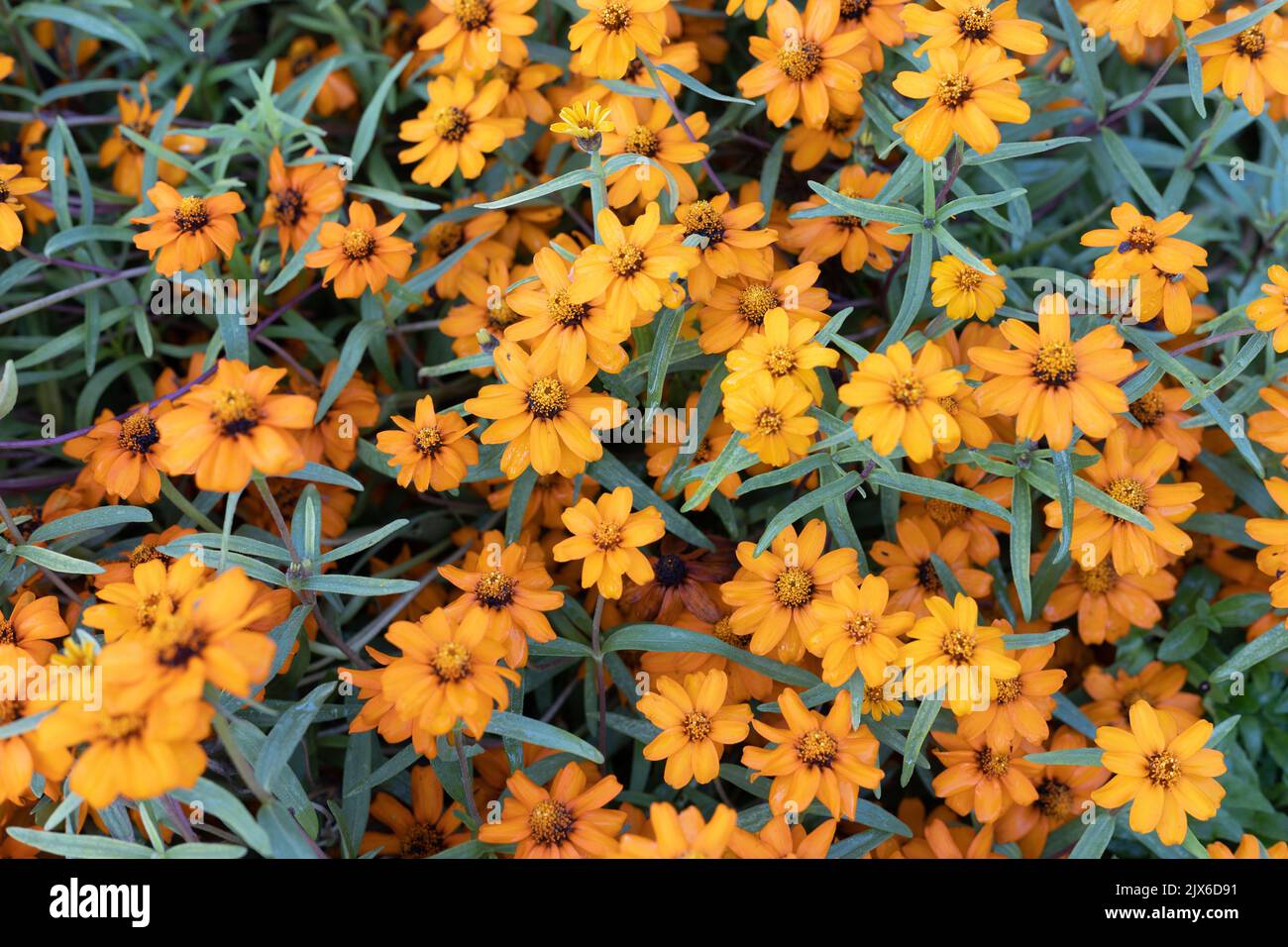 Zinnia angustifolia 'star orange' narrowleaf zinnia flowers Stock Photo ...