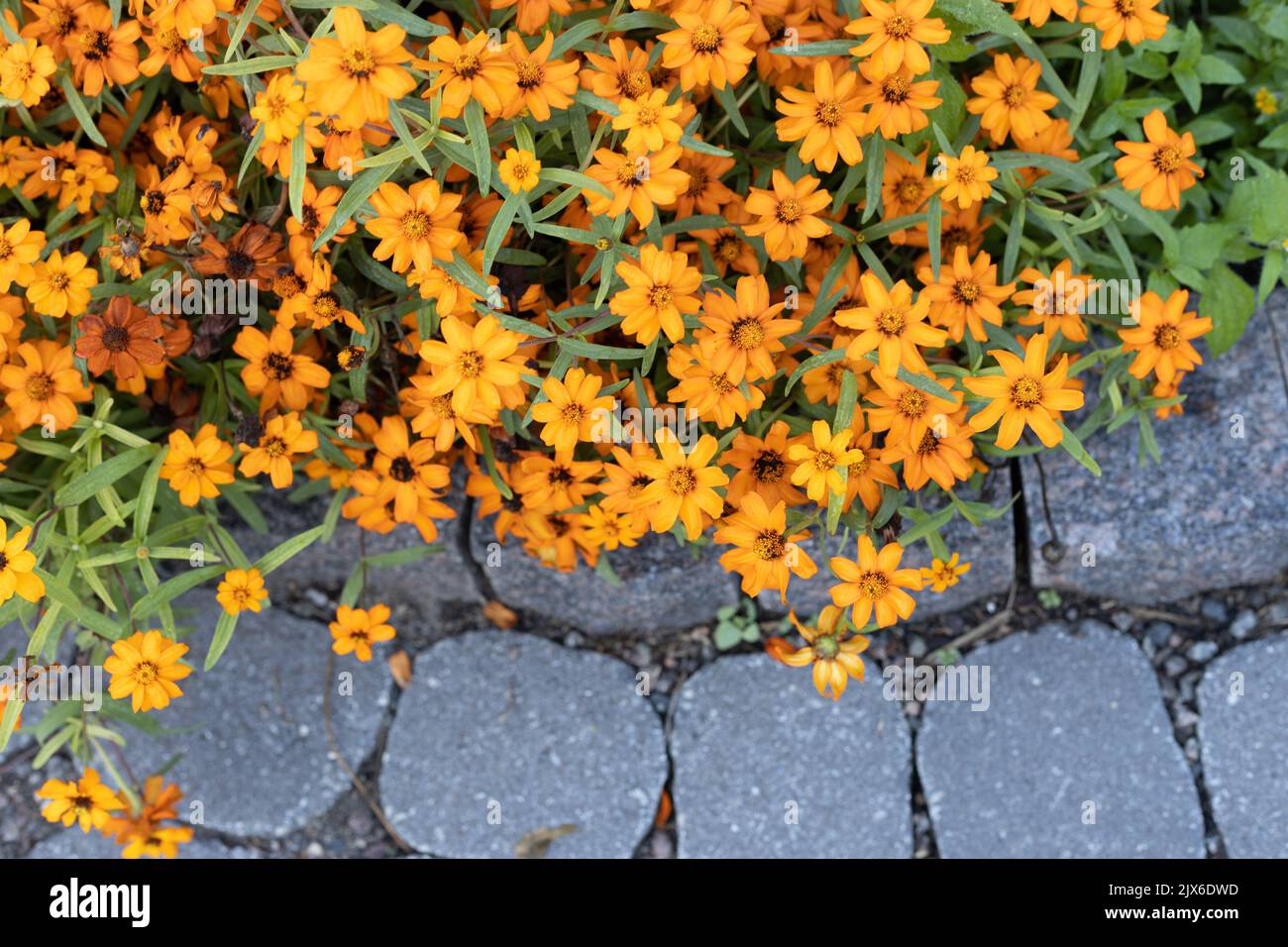 Zinnia angustifolia 'star orange' narrowleaf zinnia flowers Stock Photo ...