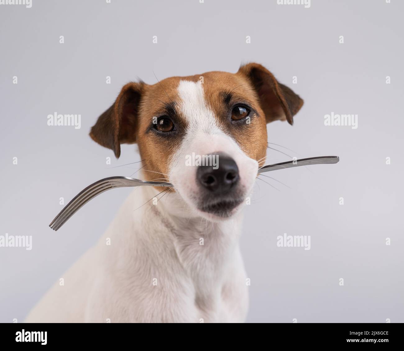 Close-up portrait of a dog Jack Russell Terrier holding a fork in his ...