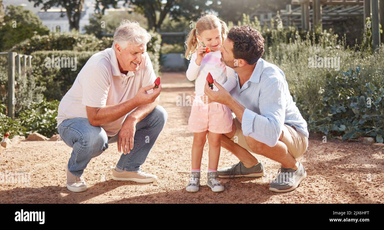 Strawberry, summer and family eating fruit in a sustainable garden ...