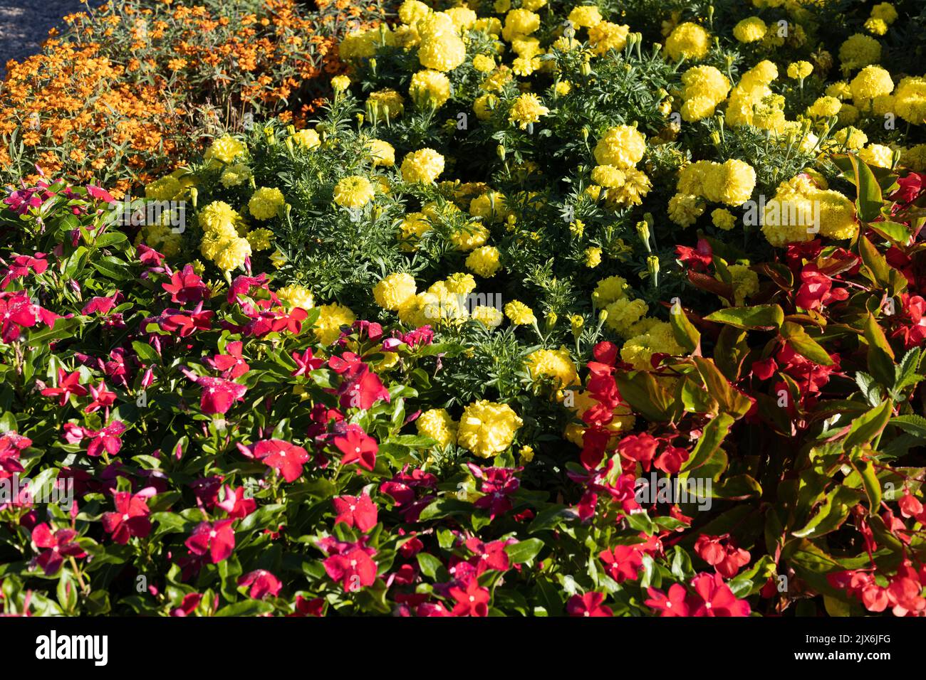 A garden with a warm color scheme, including Madagascar periwinkle, and ...