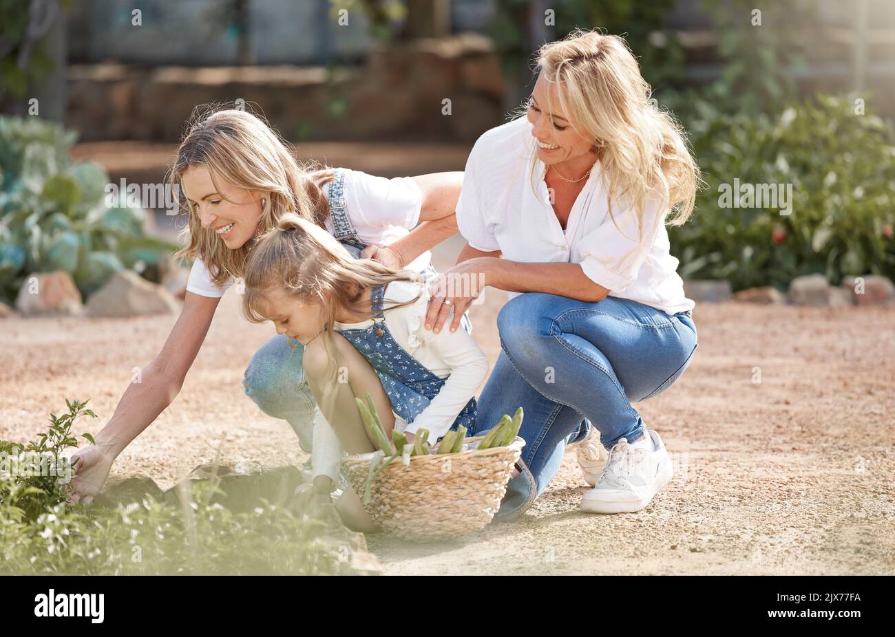 Sustainability, gardening and family in a garden harvest fresh ...