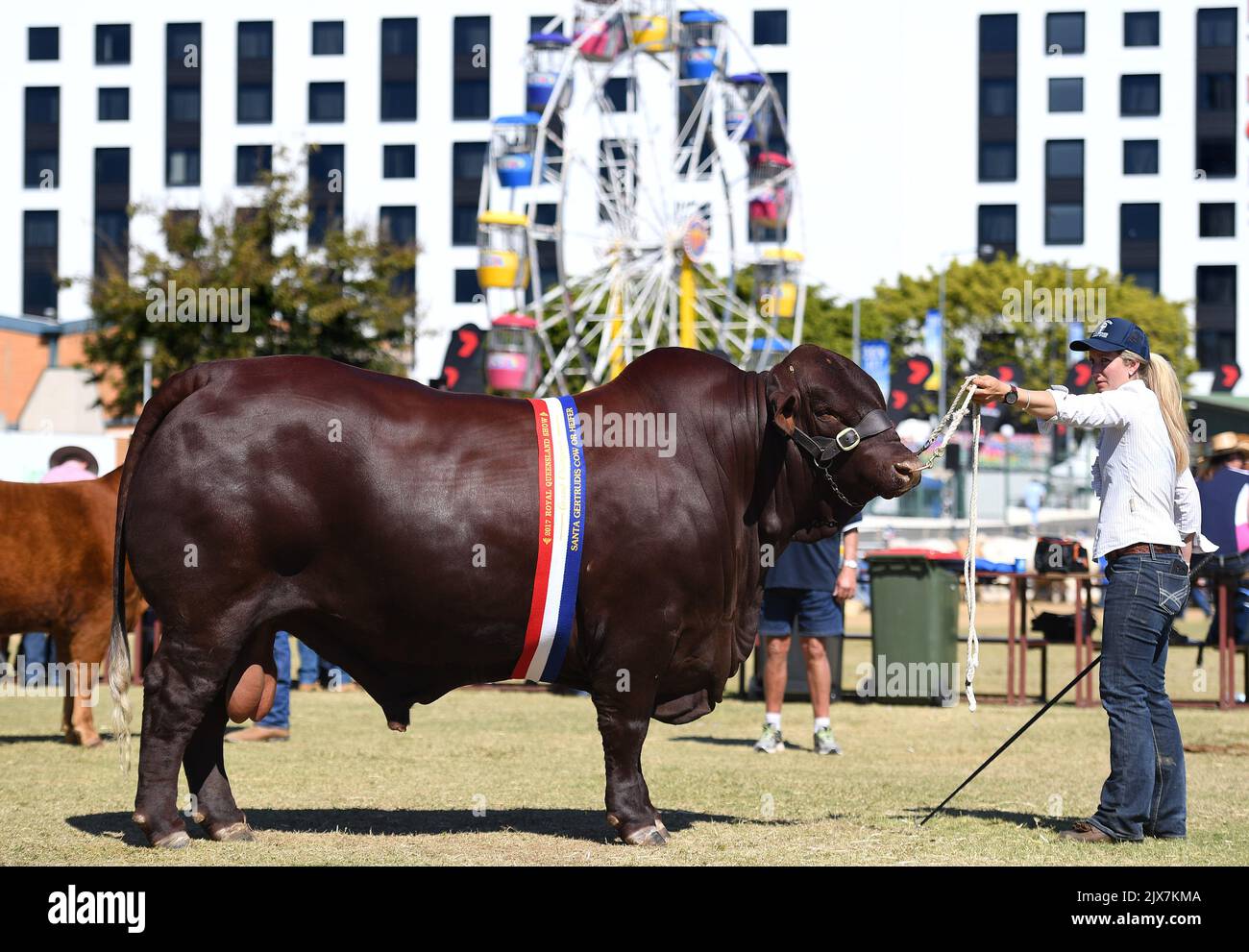 A prized Bull is shown at the Queensland Royal Exhibition Show - the ...