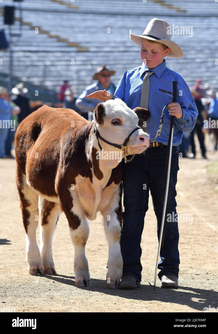 A young boy is seen with a competition bull-calf at the Queensland ...